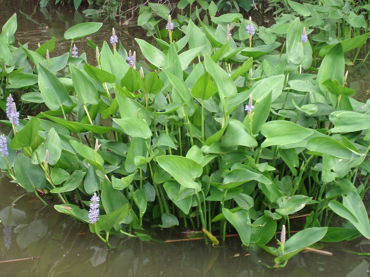 Emergent Aquatic Plants | Outdoor Alabama